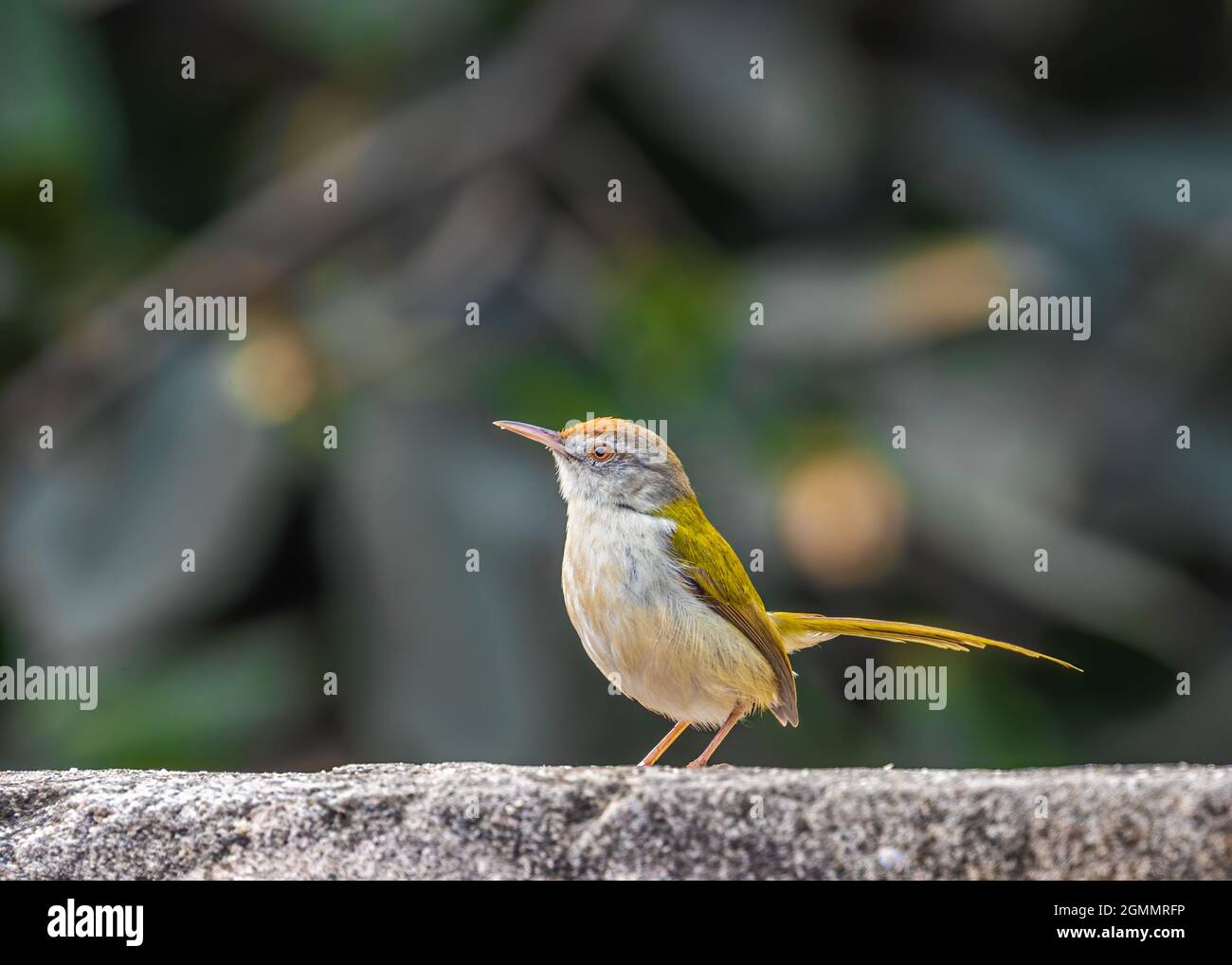 Tailor Bird looking up while sitting on wall Stock Photo - Alamy