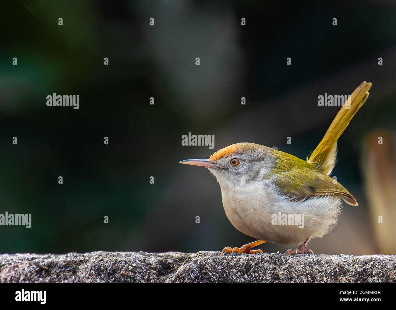 Tailor Bird with tails up sitting on a wall Stock Photo - Alamy