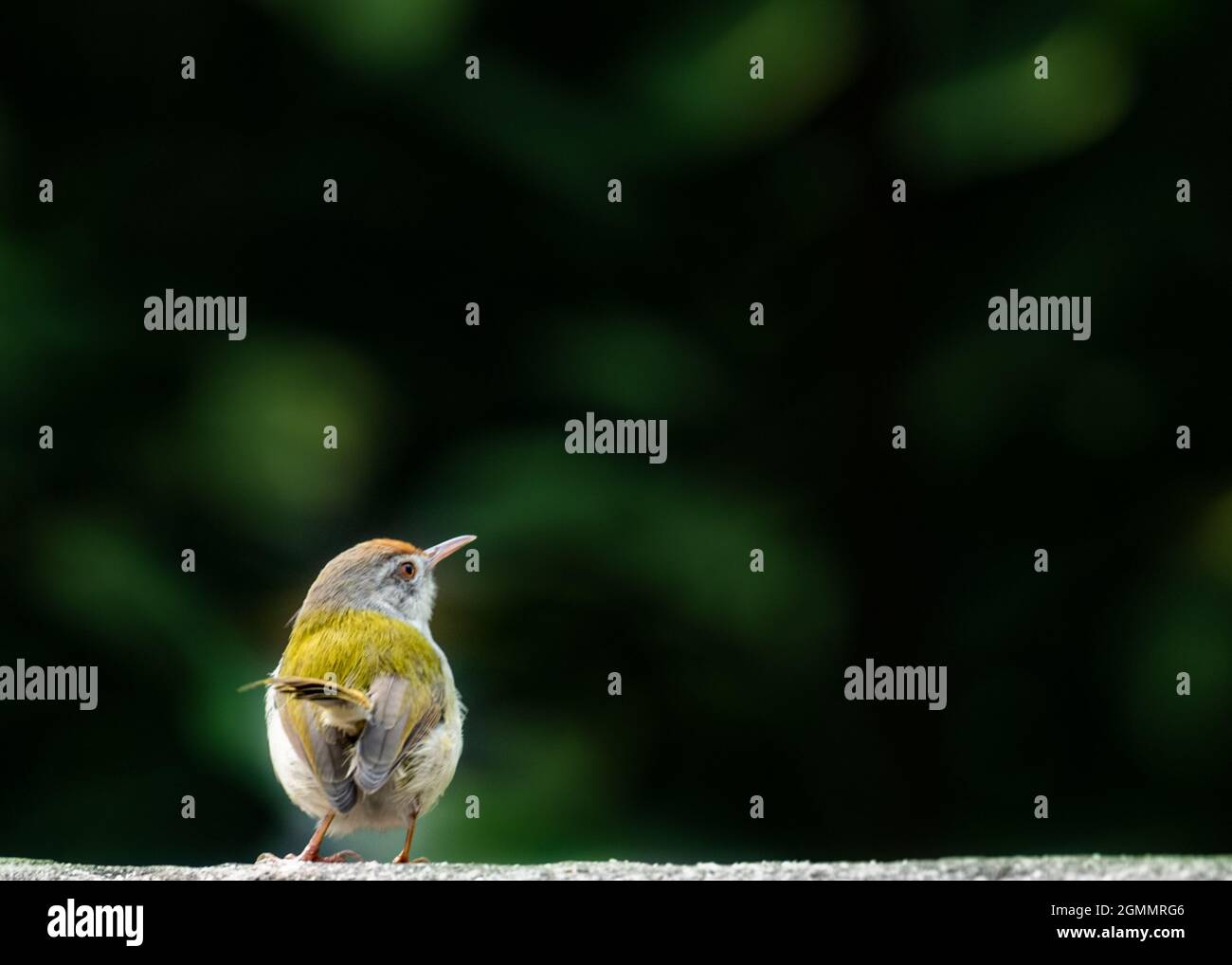 Tailor Bird looking back Shouldered Shot against dark green background ...