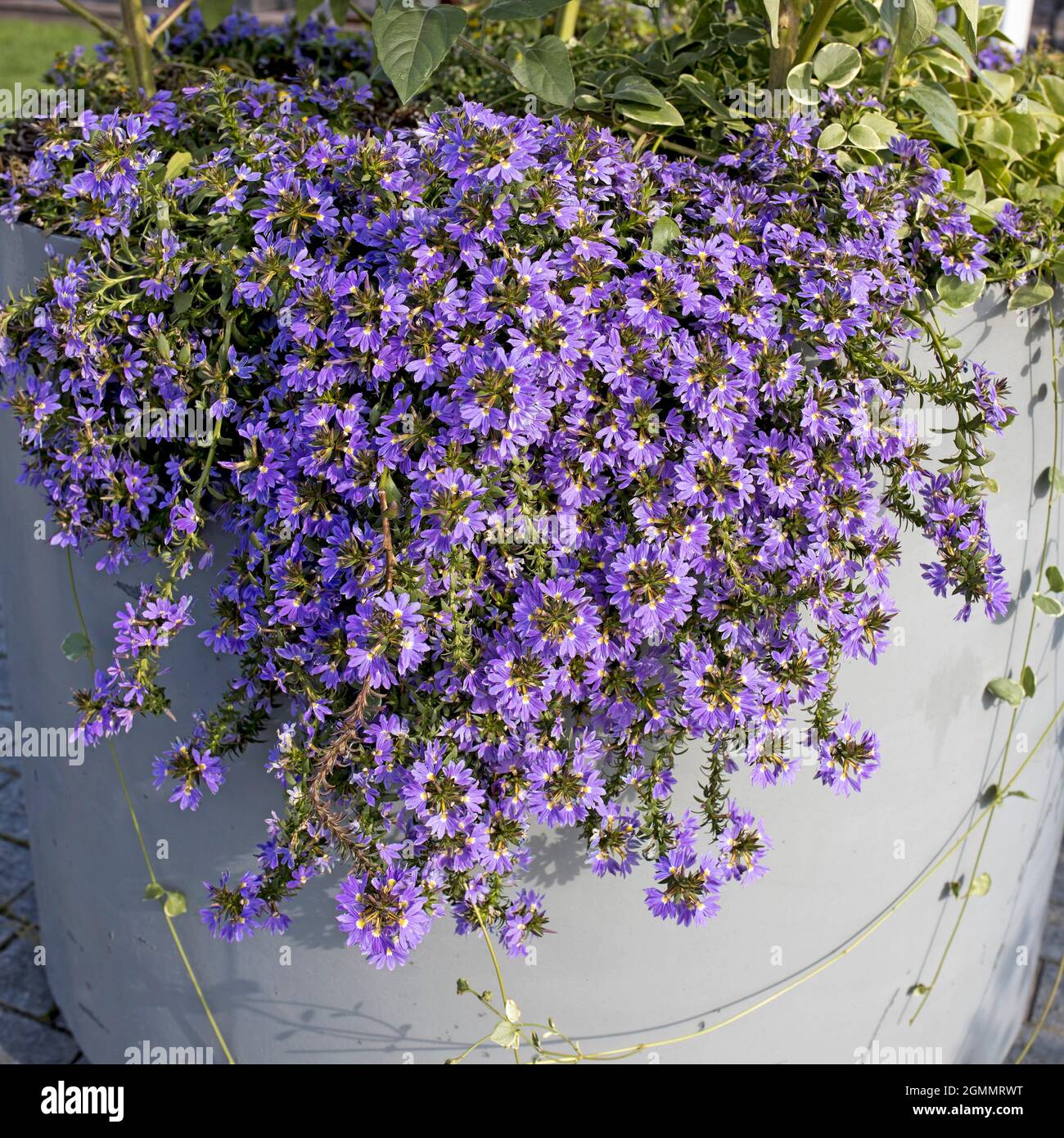 The branches of a plant with blue flowers of scaevola nitida descend ...