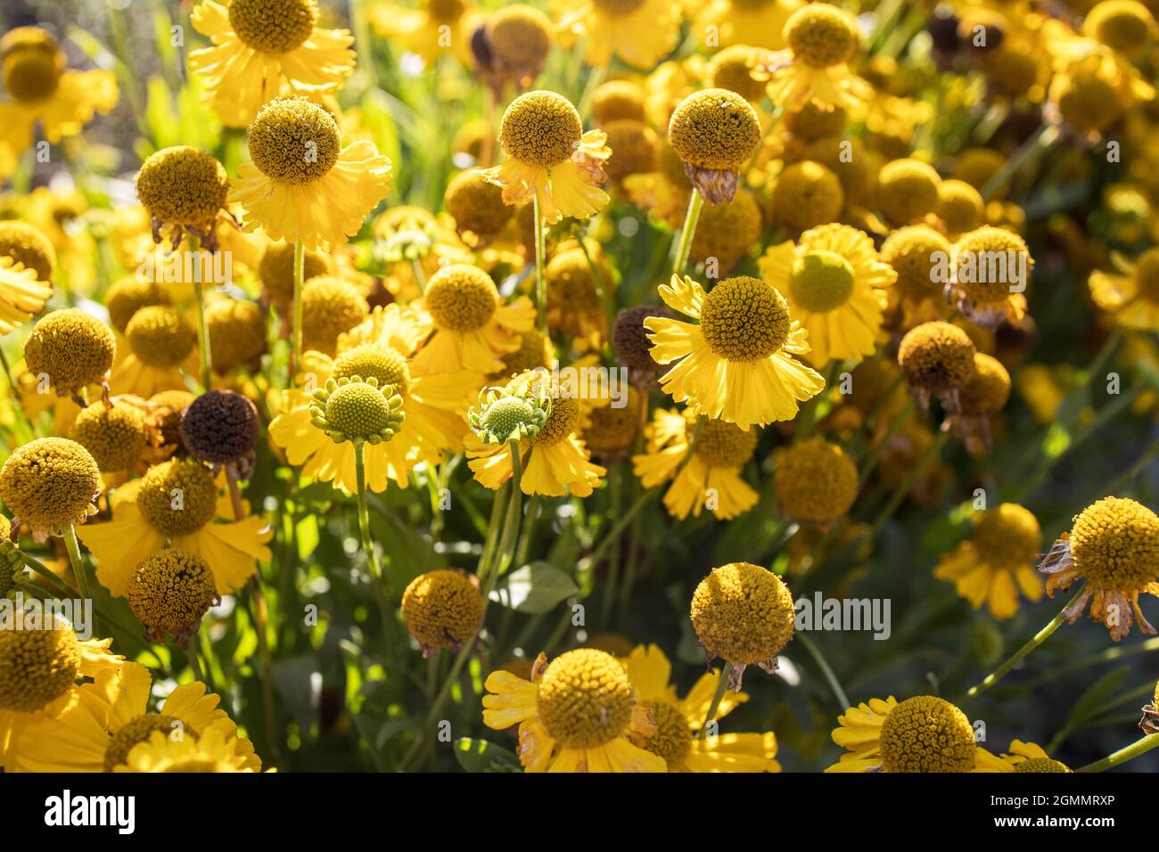 Yellow flowers of common sneezeweed blooming in summer.Helenium ...