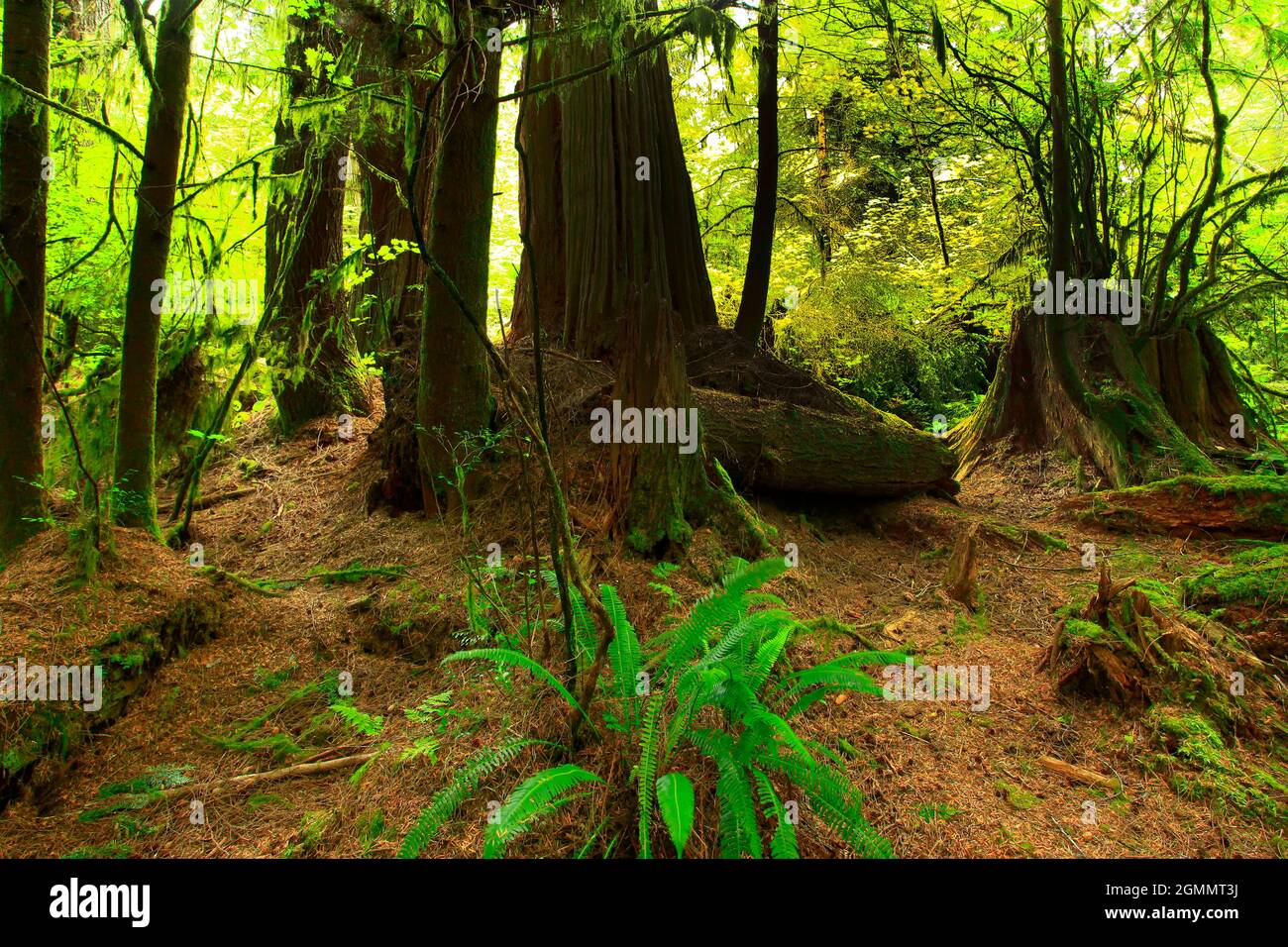 a exterior picture of an Pacific Northwest forest with Western red ...