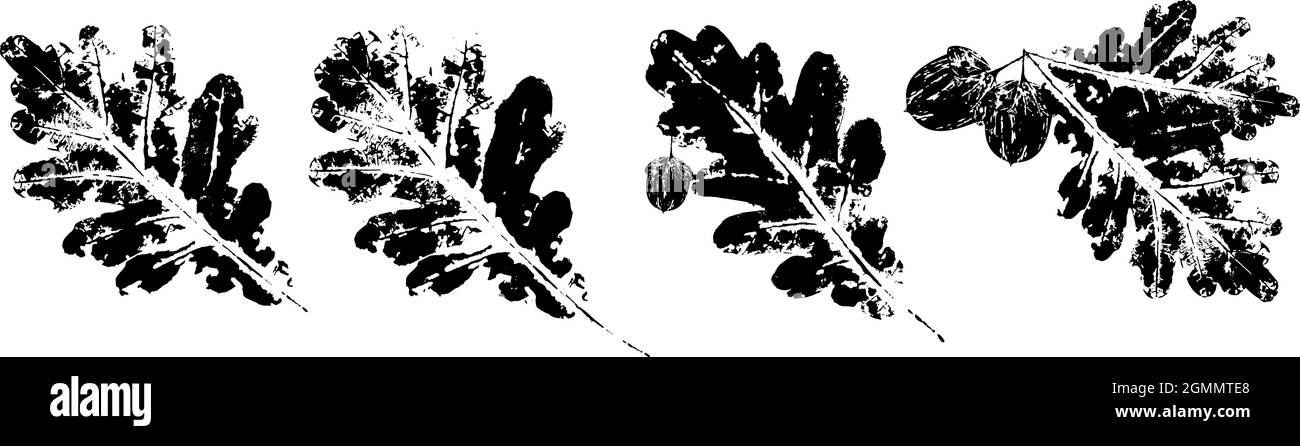 Vector oak Leaf print. Inkprinted leaves of the trees on paper Stock ...