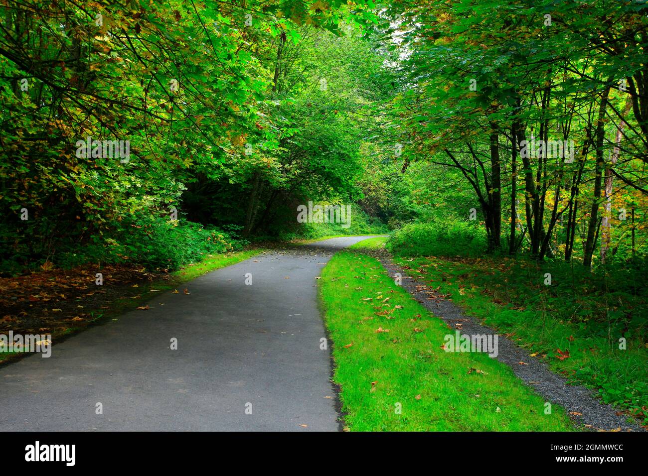 a exterior picture of an Pacific Northwest forest trail Stock Photo - Alamy