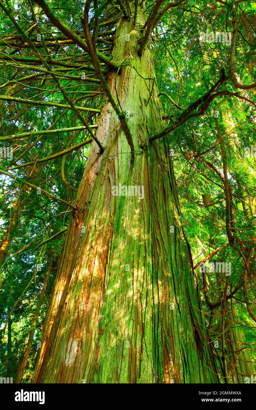 Old growth forest pacific northwest hi-res stock photography and images ...