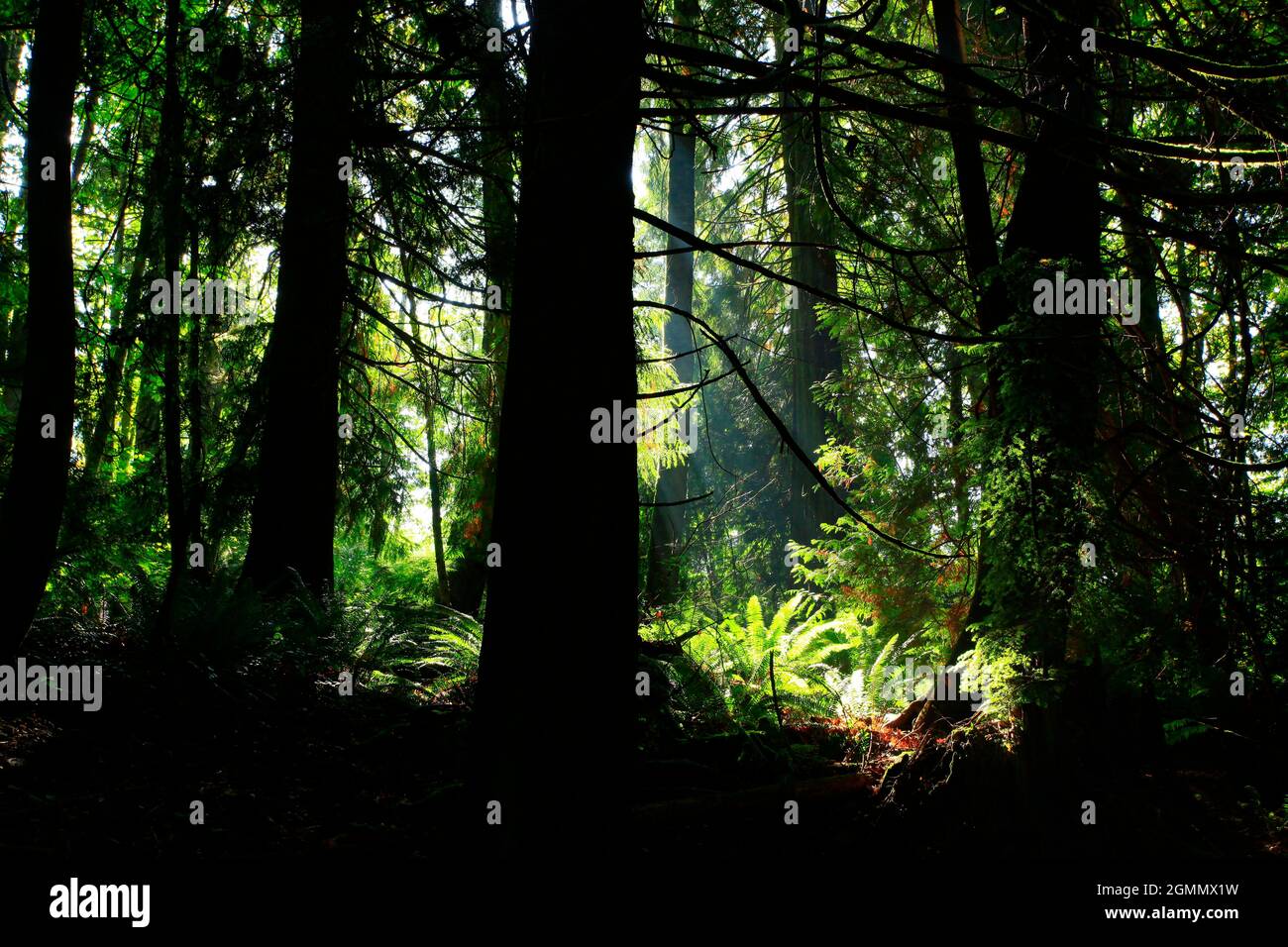 a exterior picture of an Pacific Northwest forest with Western red ...