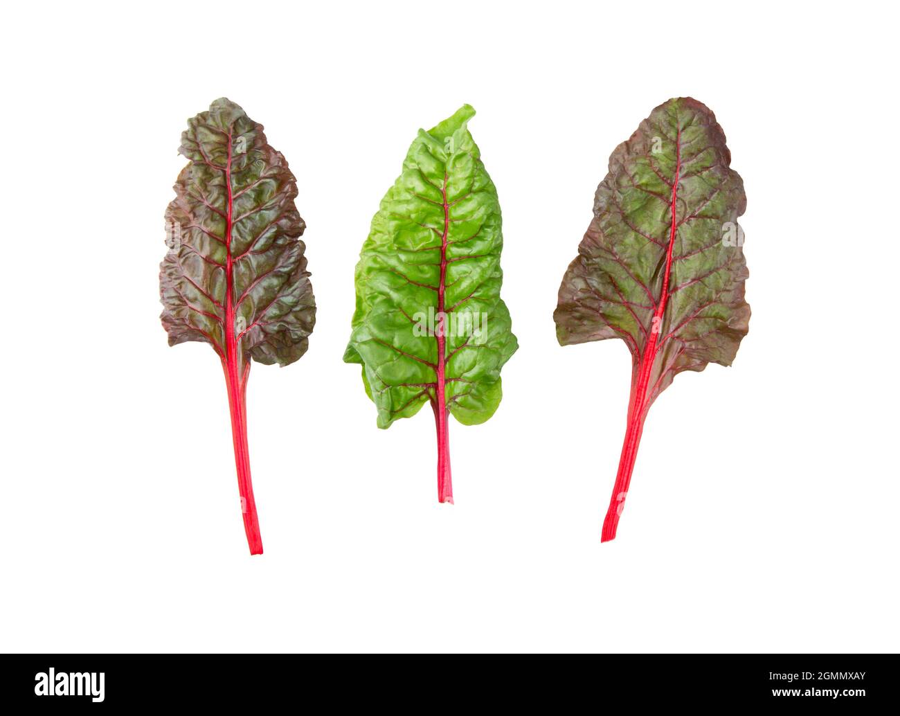 Beet leaves. Beetroot leaves, fresh beet leaf isolated on white ...
