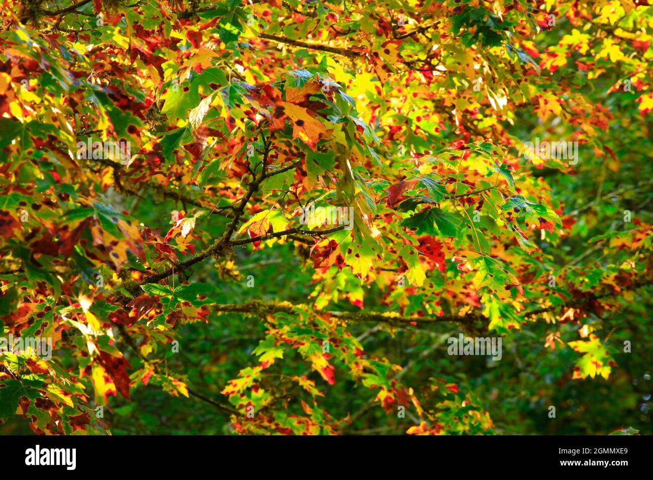 a exterior picture of an Pacific Northwest forest with Big leaf maple ...