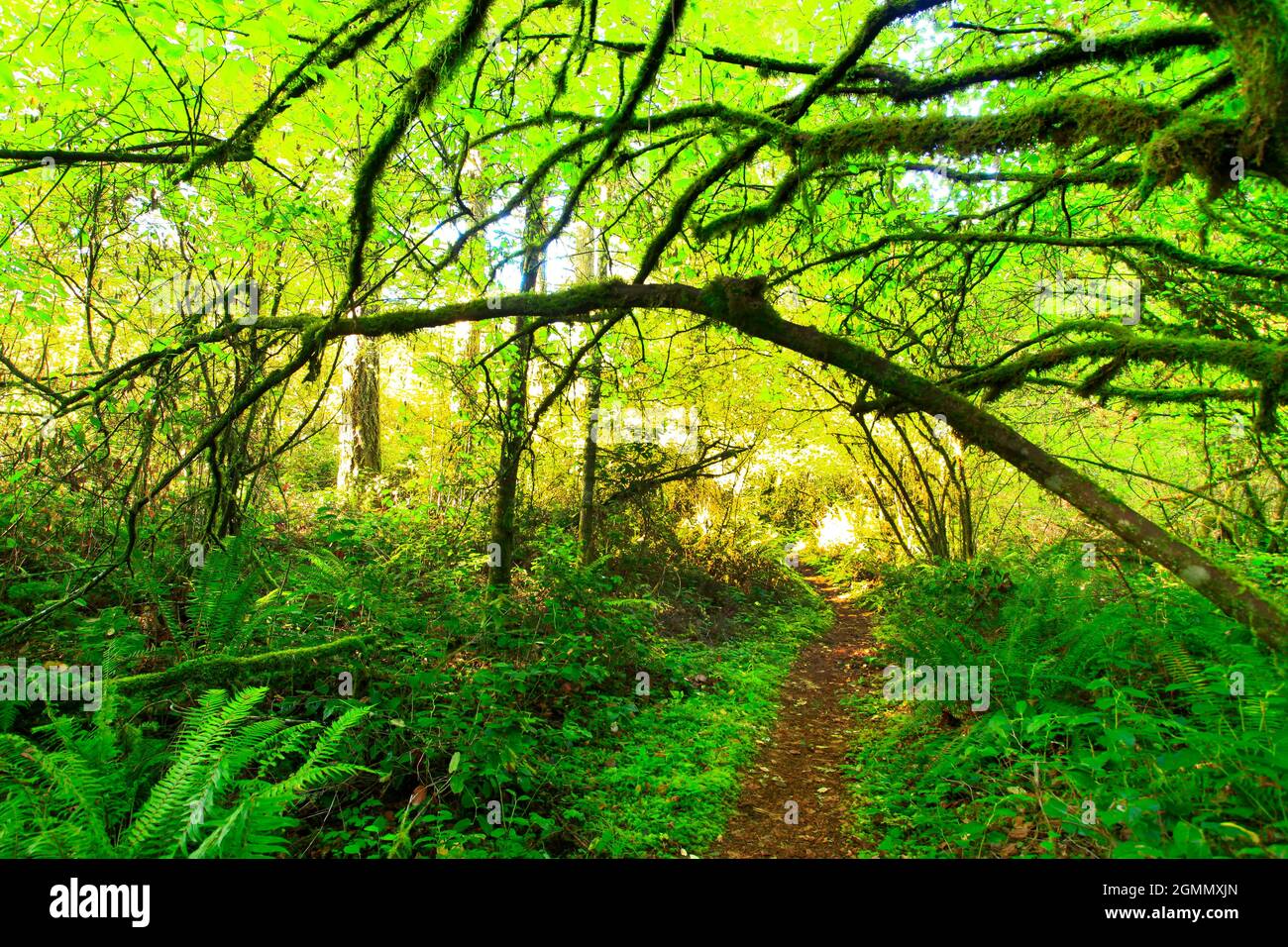 a exterior picture of an Pacific Northwest forest trail Stock Photo - Alamy
