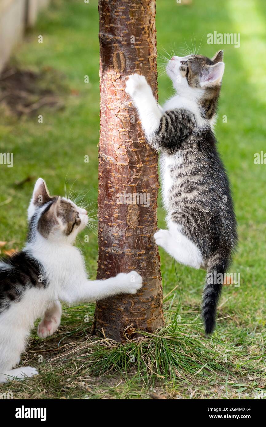 Kitten climbing in tree hi-res stock photography and images - Alamy