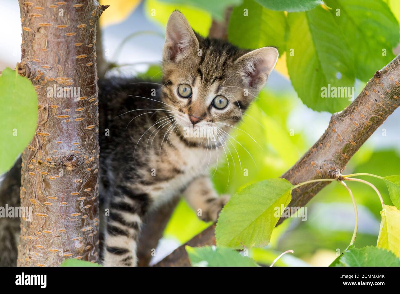 Five sweet kittens hi-res stock photography and images - Alamy