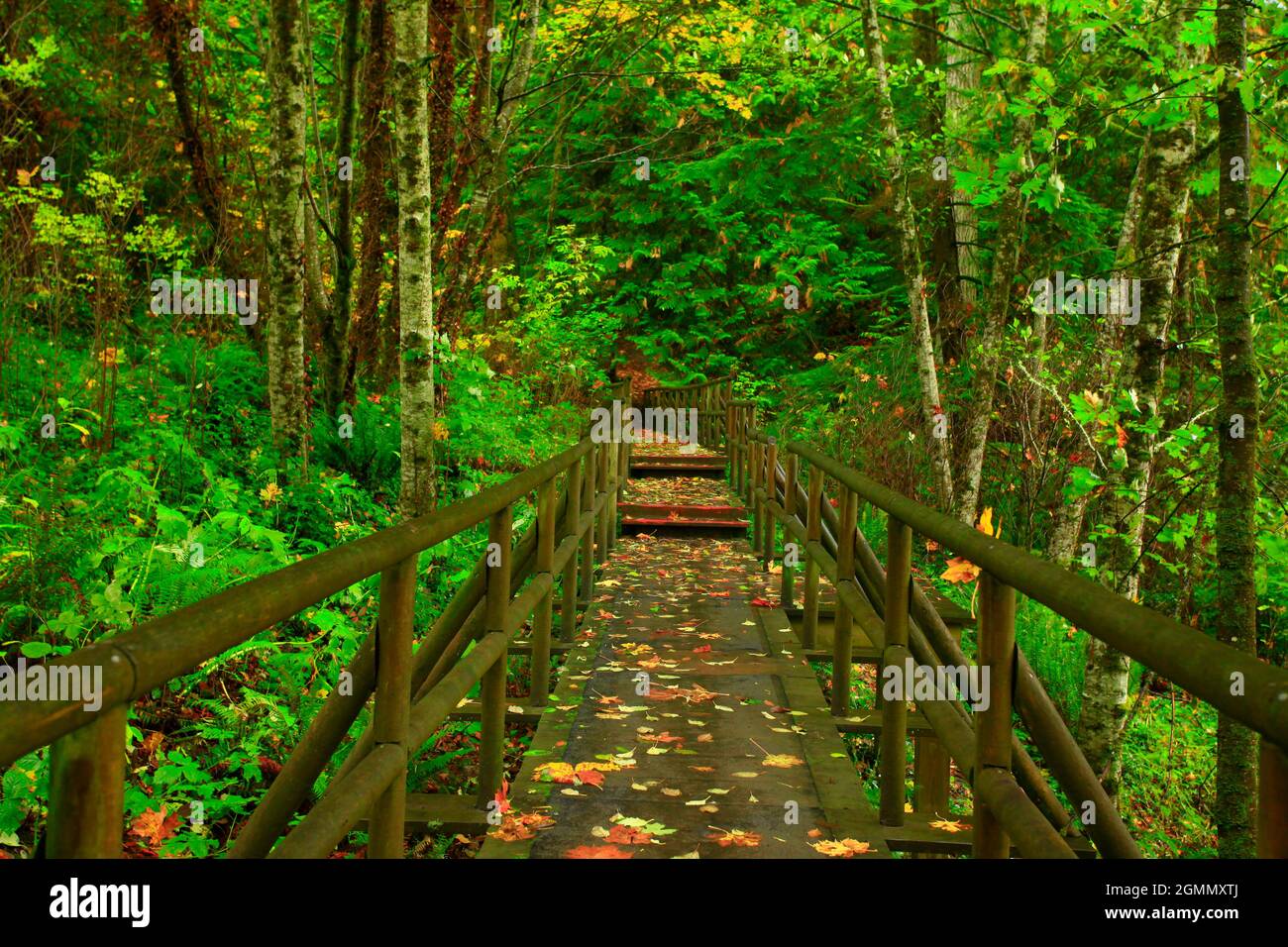 a exterior picture of an Pacific Northwest forest trail Stock Photo - Alamy