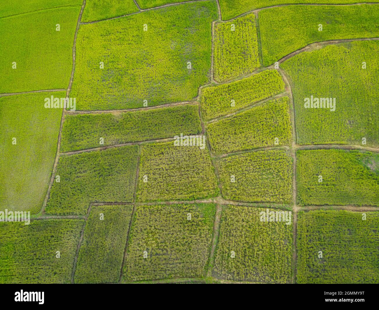 Top view rice field from above with pathway agricultural parcels of ...