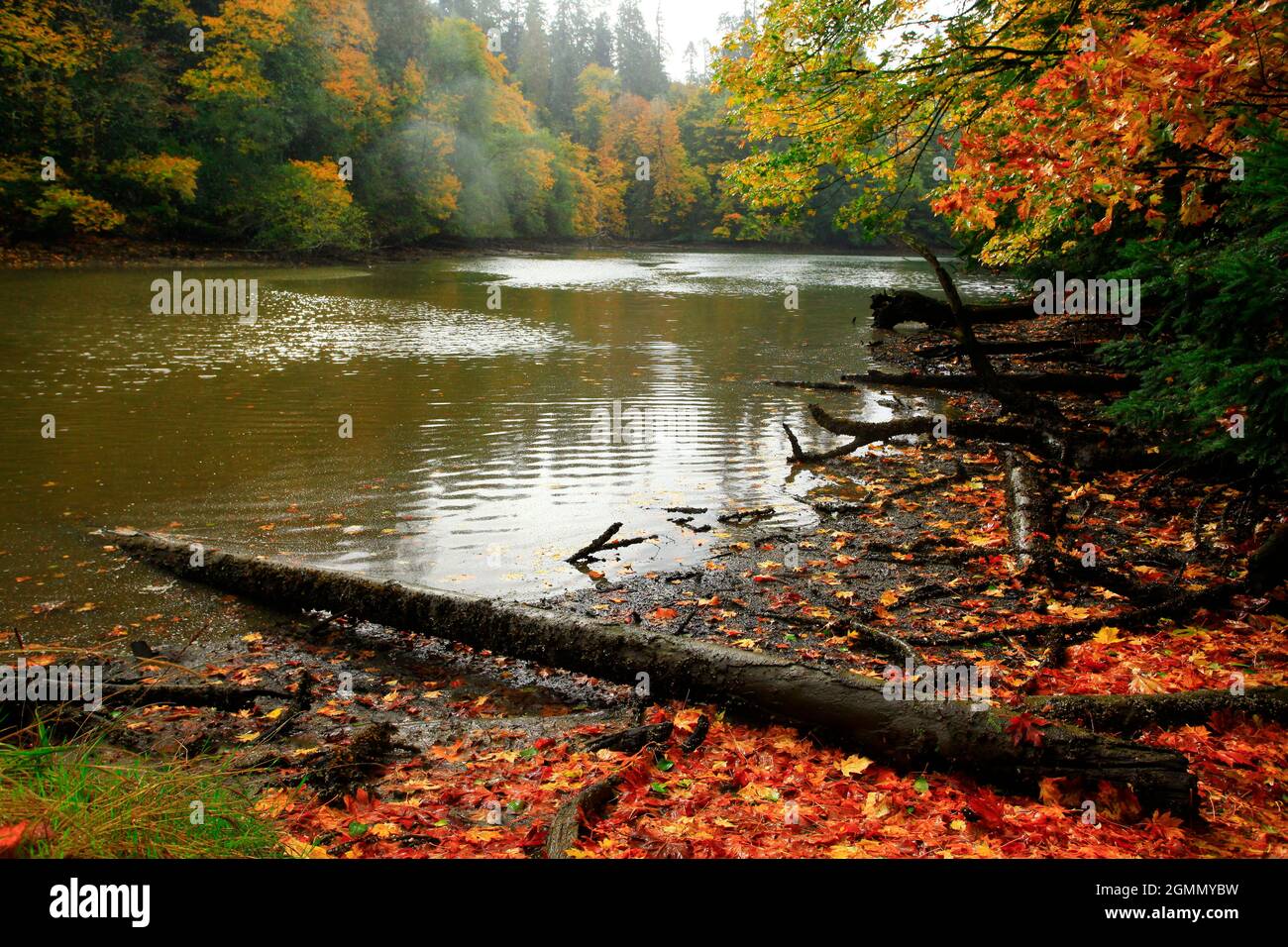 a exterior picture of an Pacific Northwest forest with Puget sound ...