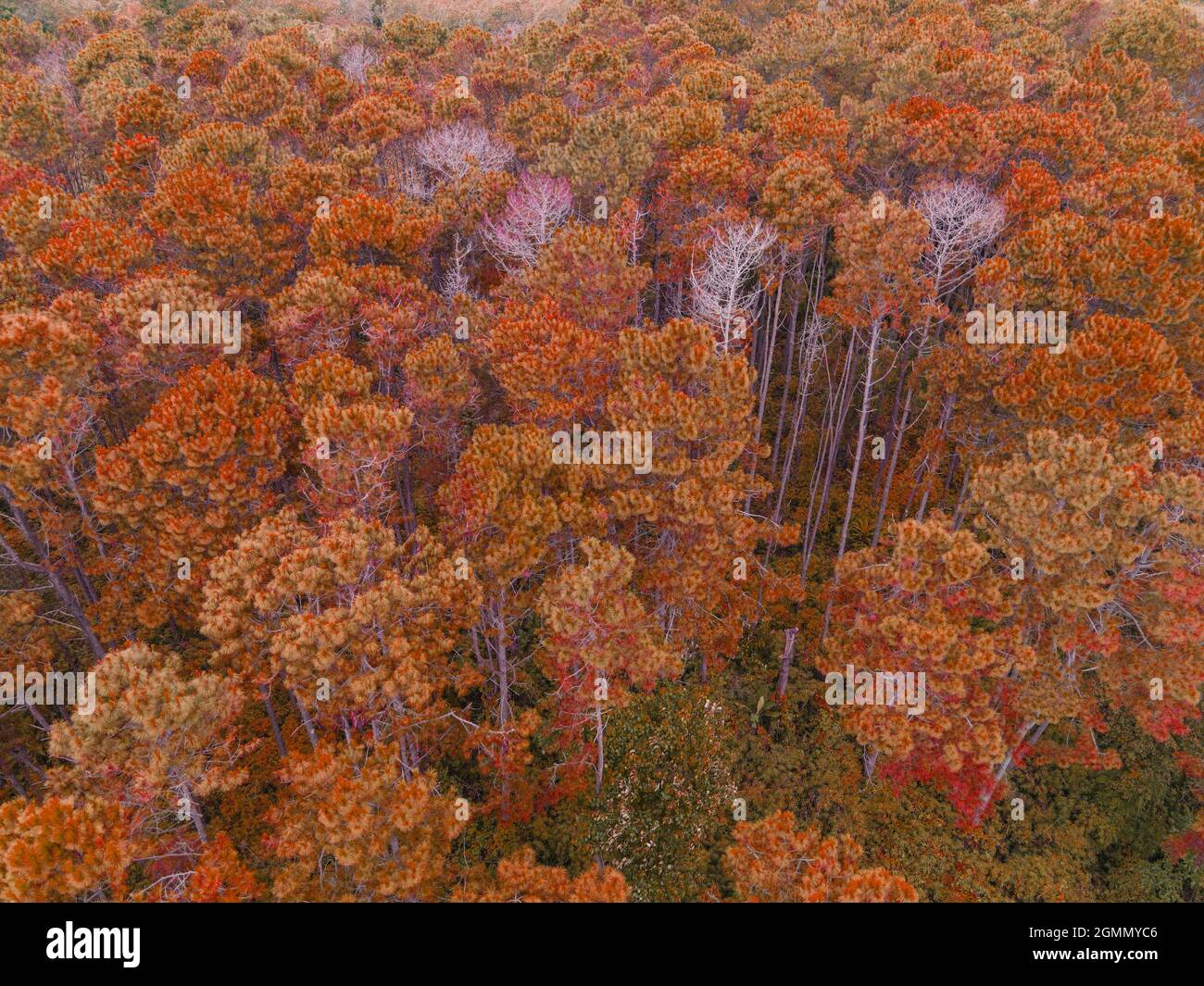 Aerial view forest tree environment forest nature background, Texture ...