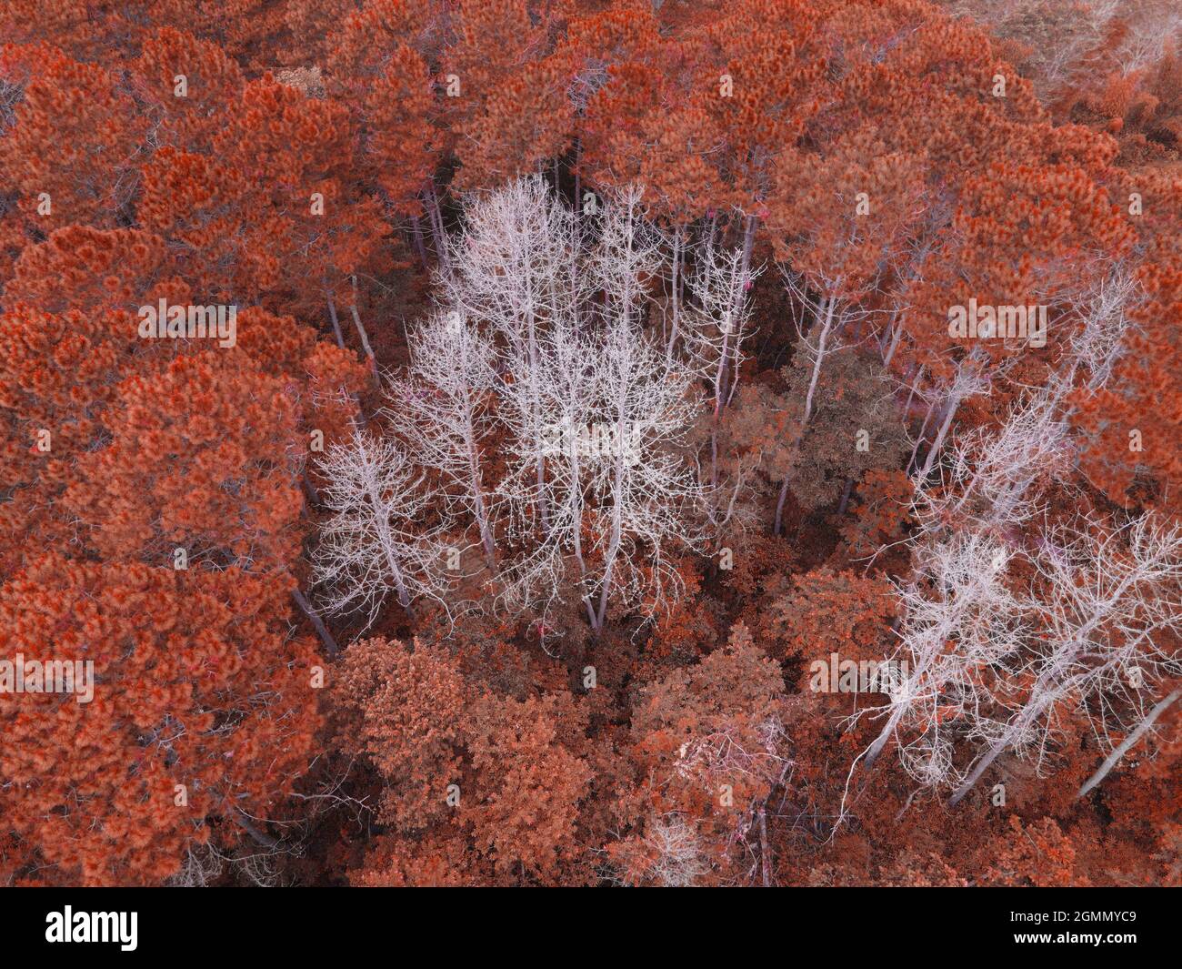 Aerial view forest tree environment forest nature background, Texture ...