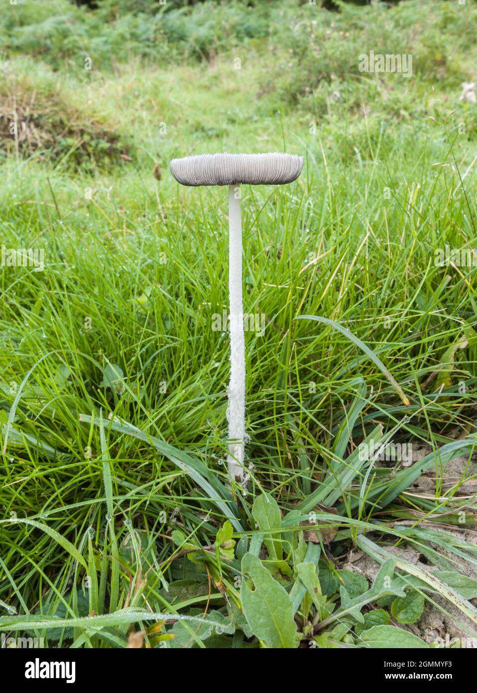 Harefoot mushroom hi-res stock photography and images - Alamy
