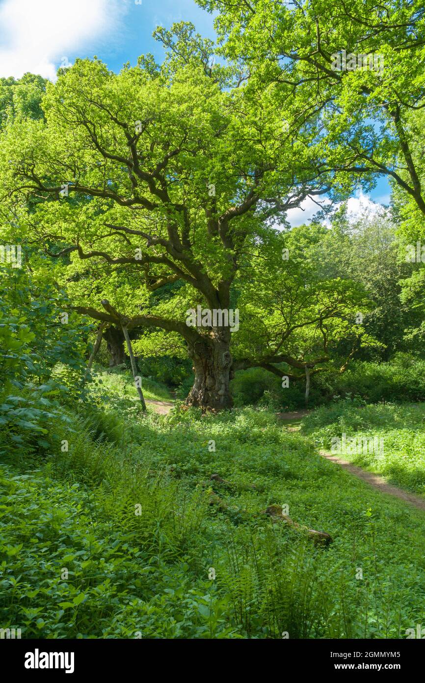 Ancient Oak tree that formed the medieval Birnam Wood which sat on the banks of the river Tay ...