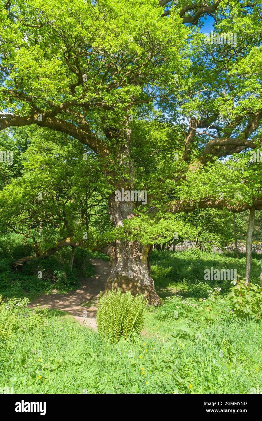 Ancient Oak tree that formed the medieval Birnam Wood which sat on the banks of the river Tay ...