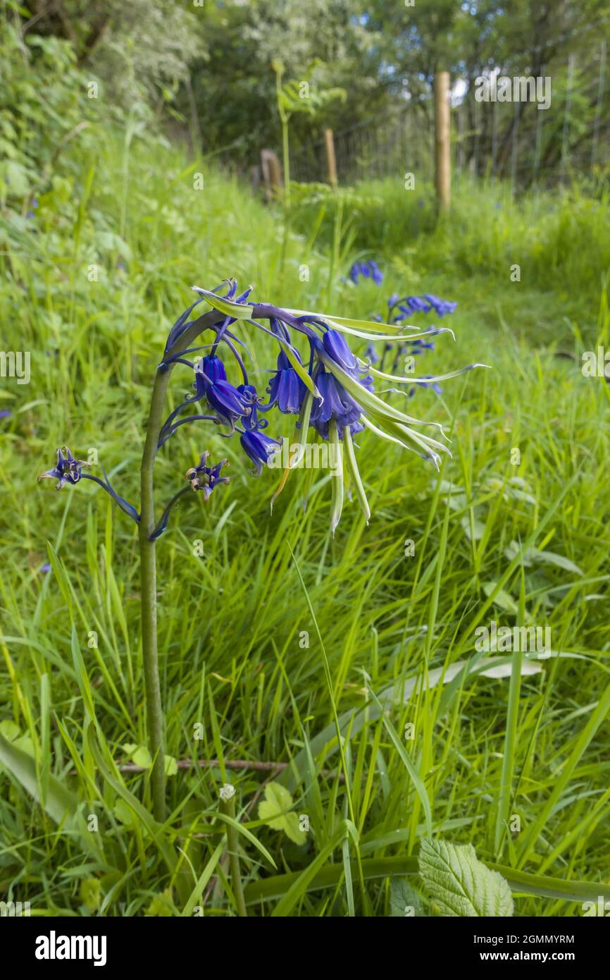 Bracteate hi-res stock photography and images - Alamy