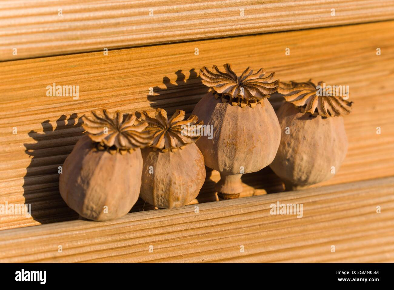 Dried Opium poppy seed head against wooden background. August 2021 ...