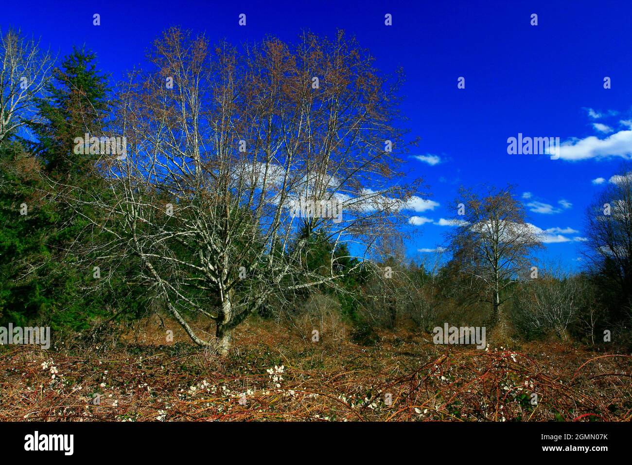 a picture of an Pacific Northwest forest with Red alder trees Stock ...