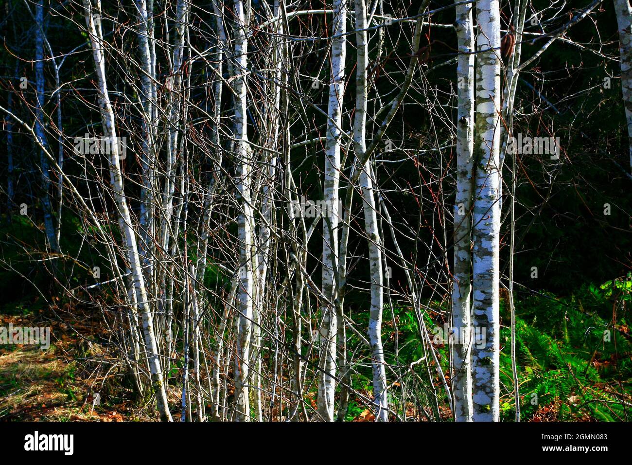 Alder trees hi-res stock photography and images - Alamy