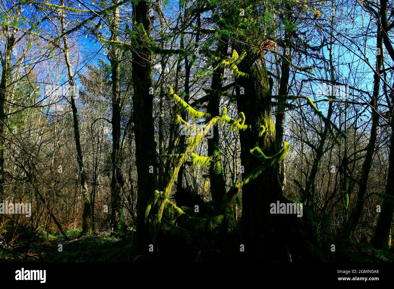 a exterior picture of an Pacific Northwest forest Stock Photo - Alamy