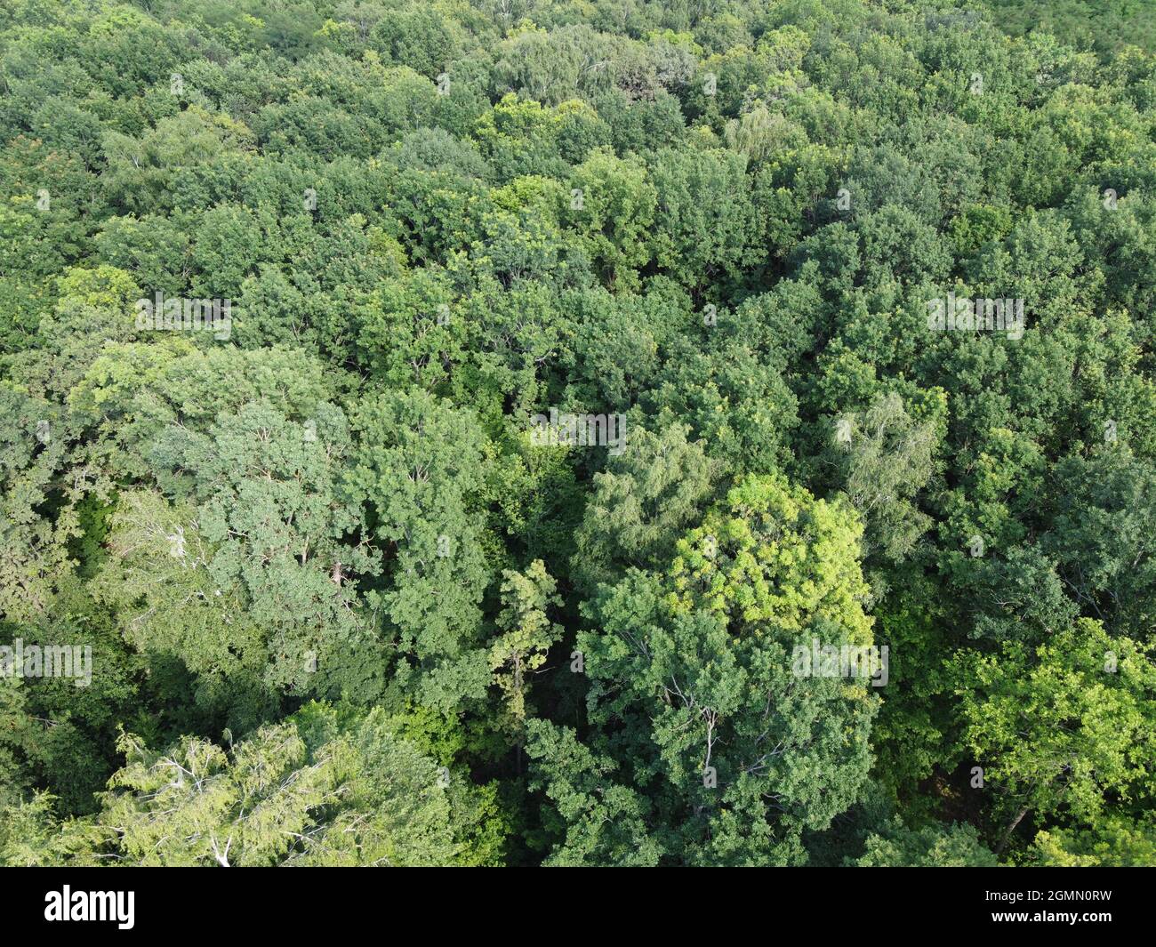 Beautiful dense forest, top view. The tops of a variety of trees Stock ...
