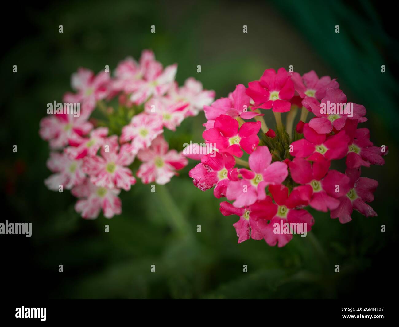Blooming verbena, close-up. An inflorescence of pink flowers. Verbena ...