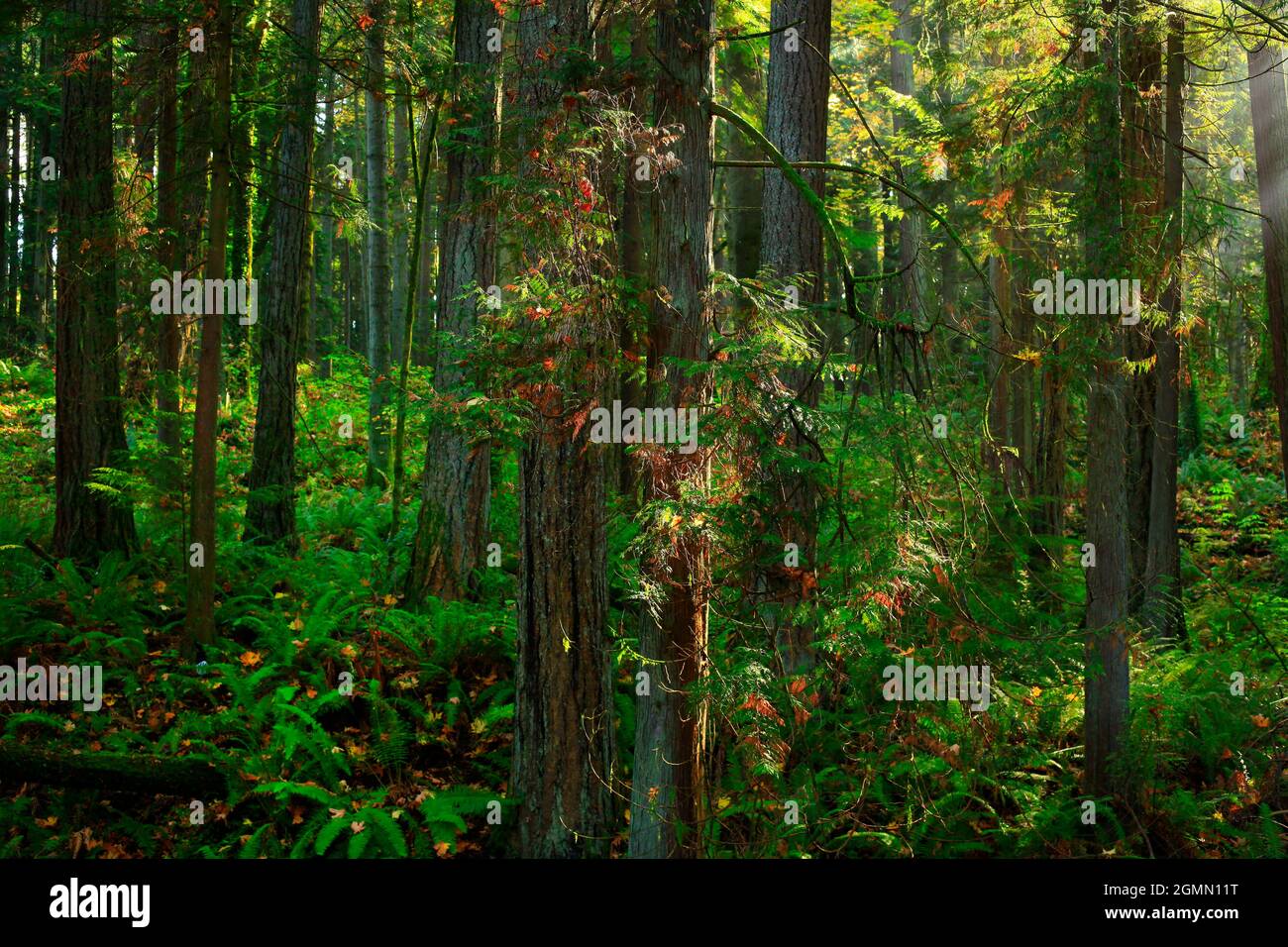 a exterior picture of an Pacific Northwest forest with Western red ...