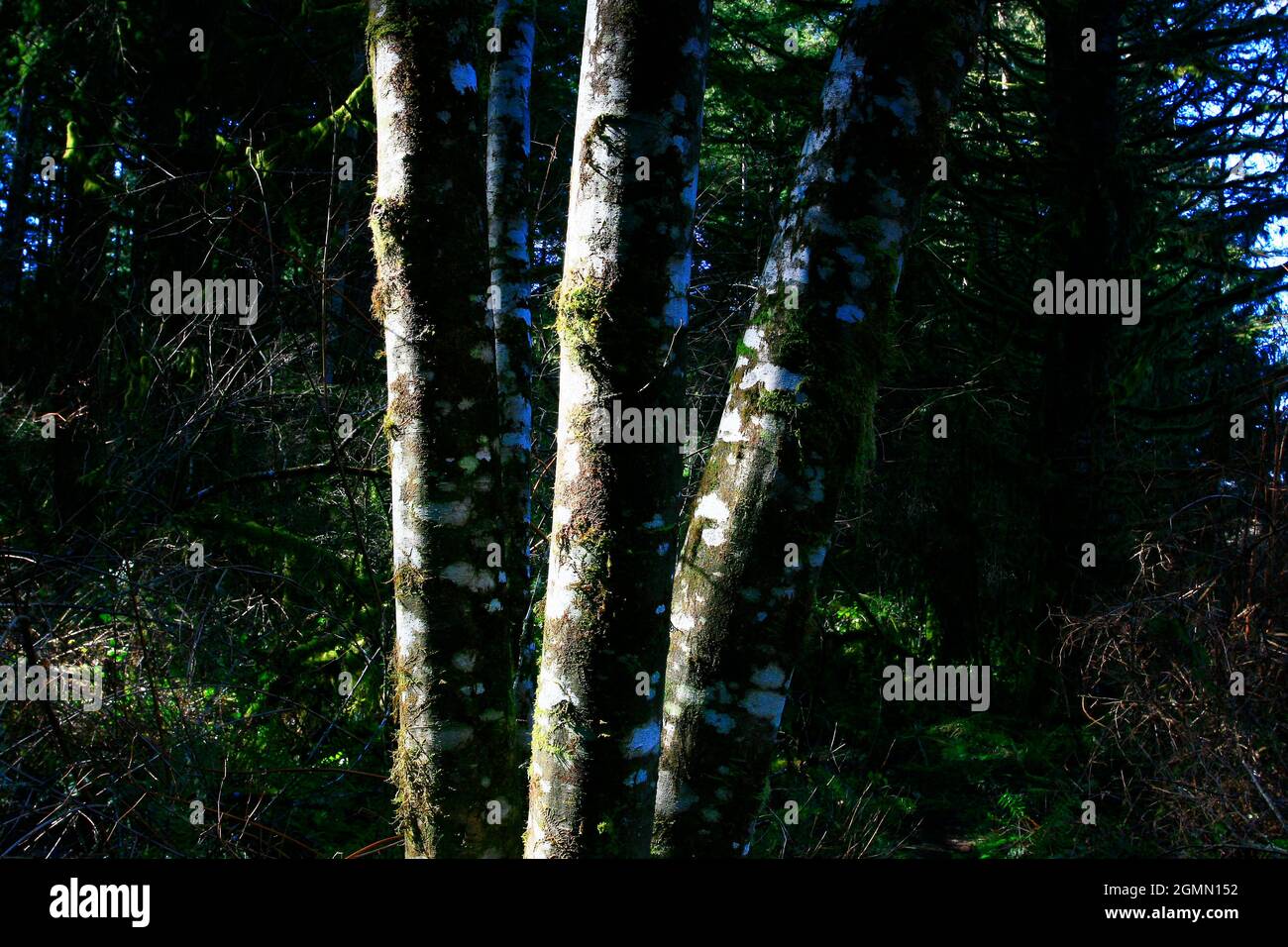 a picture of an Pacific Northwest forest with Red alder trees Stock ...