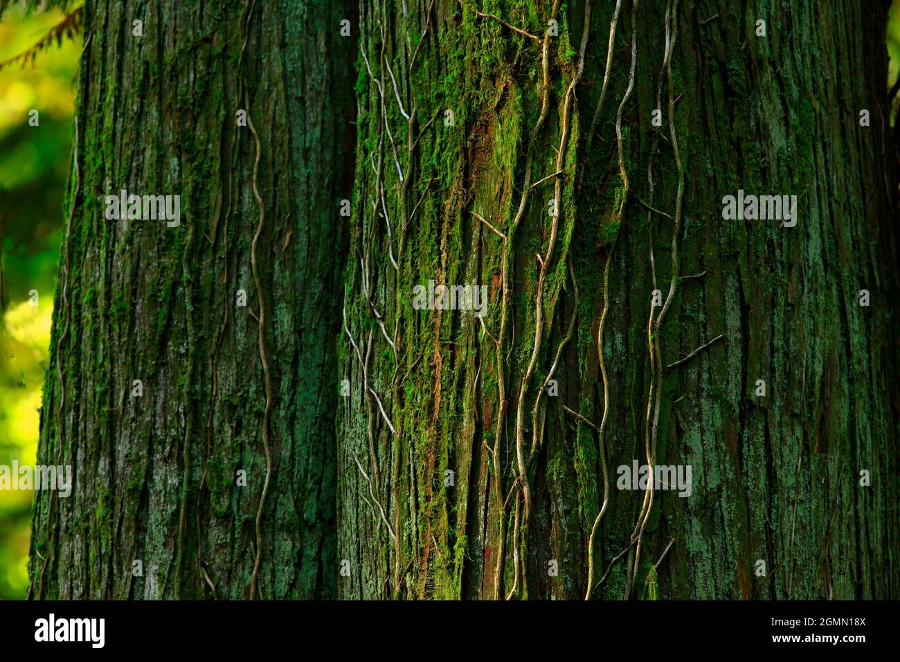 a exterior picture of an Pacific Northwest forest with Western hemlock ...