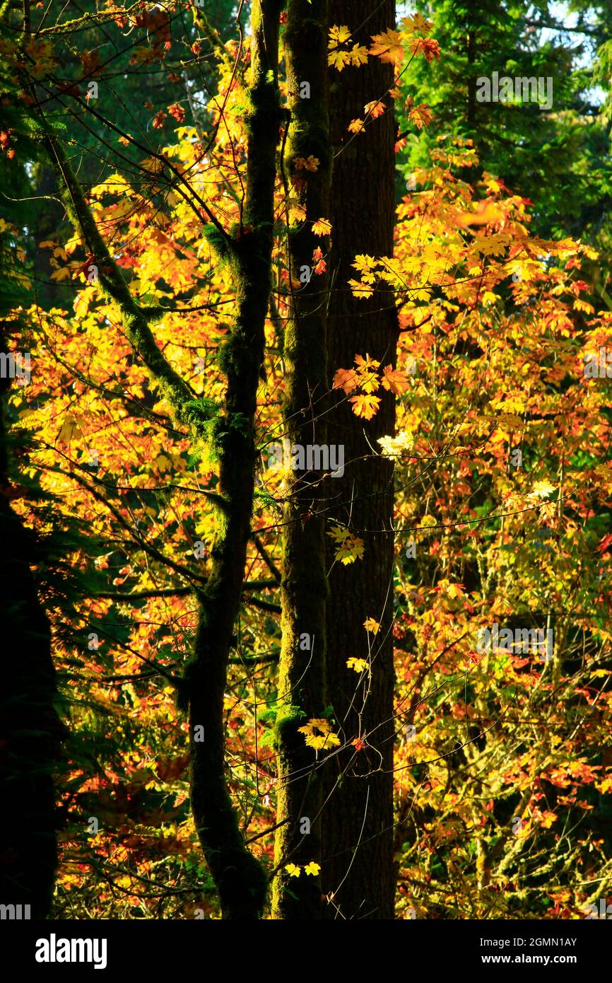 a exterior picture of an Pacific Northwest forest Stock Photo - Alamy