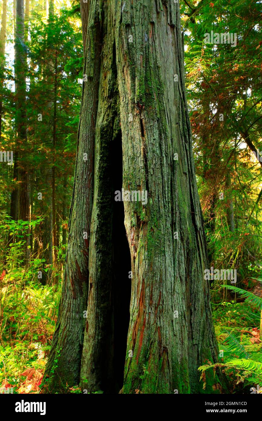 a exterior picture of an Pacific Northwest forest with Western red ...
