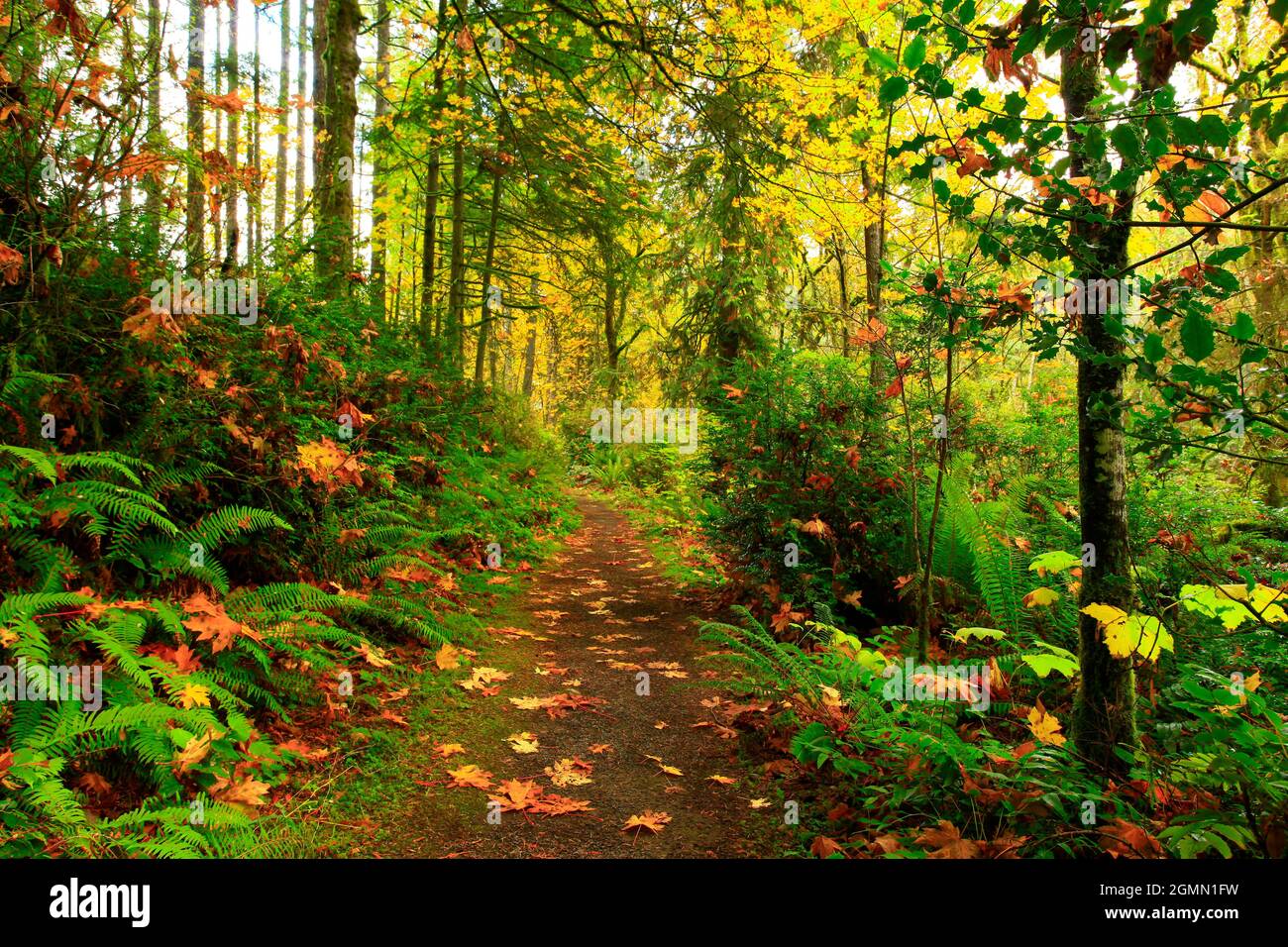 a exterior picture of an Pacific Northwest forest trail Stock Photo - Alamy