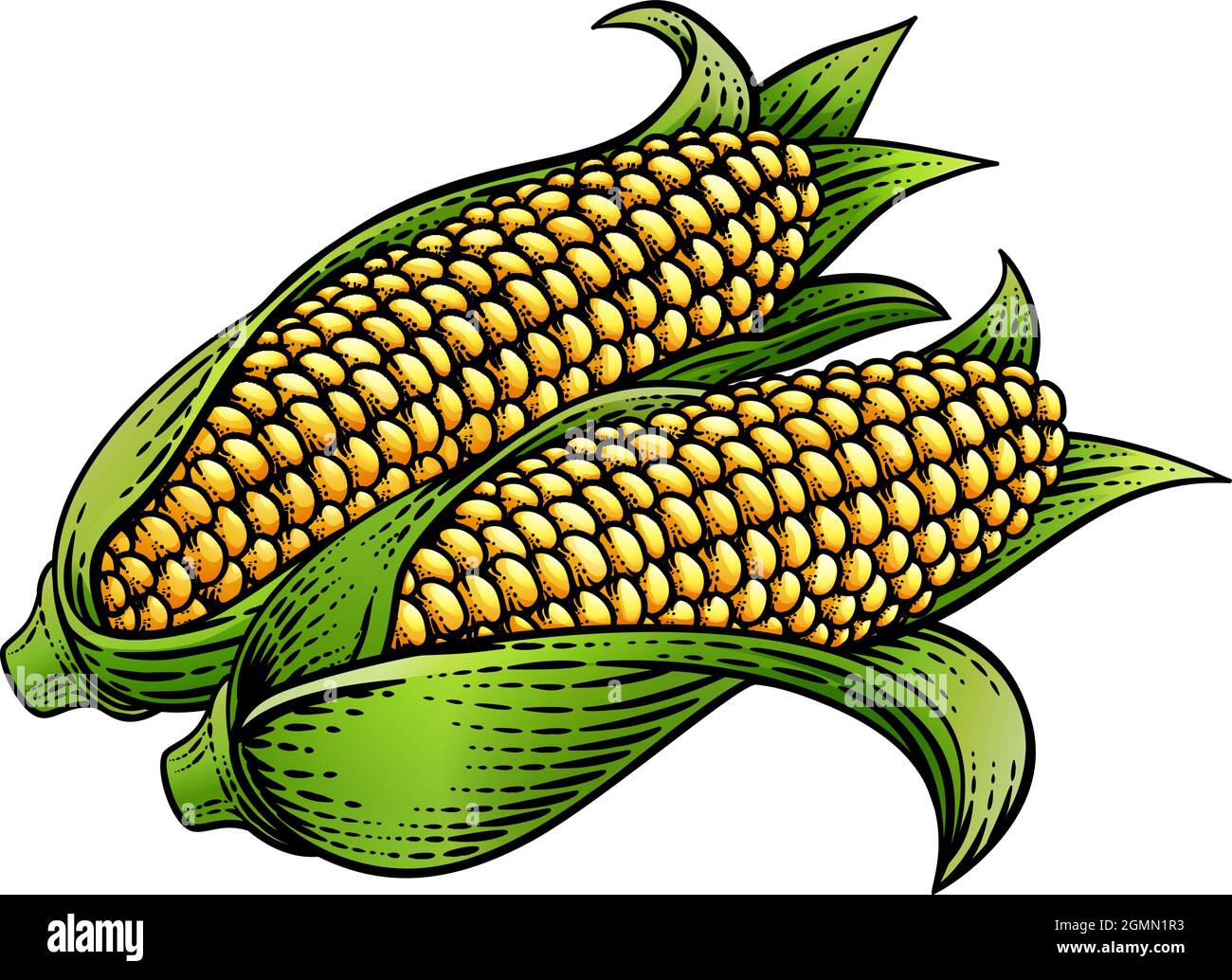 Corn Vegetable Vintage Woodcut Illustration Stock Vector Image & Art ...