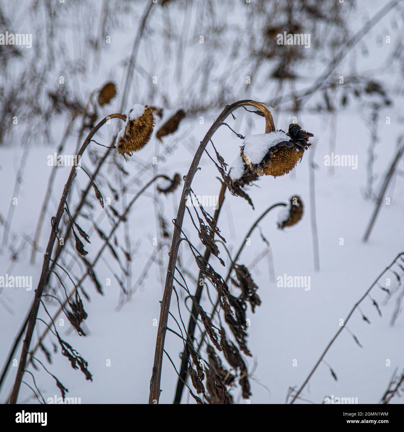 old sunflower in winter with snow Stock Photo - Alamy