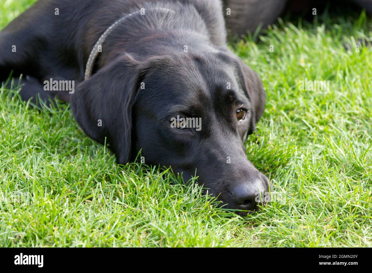 Close up labrador on hi-res stock photography and images - Alamy