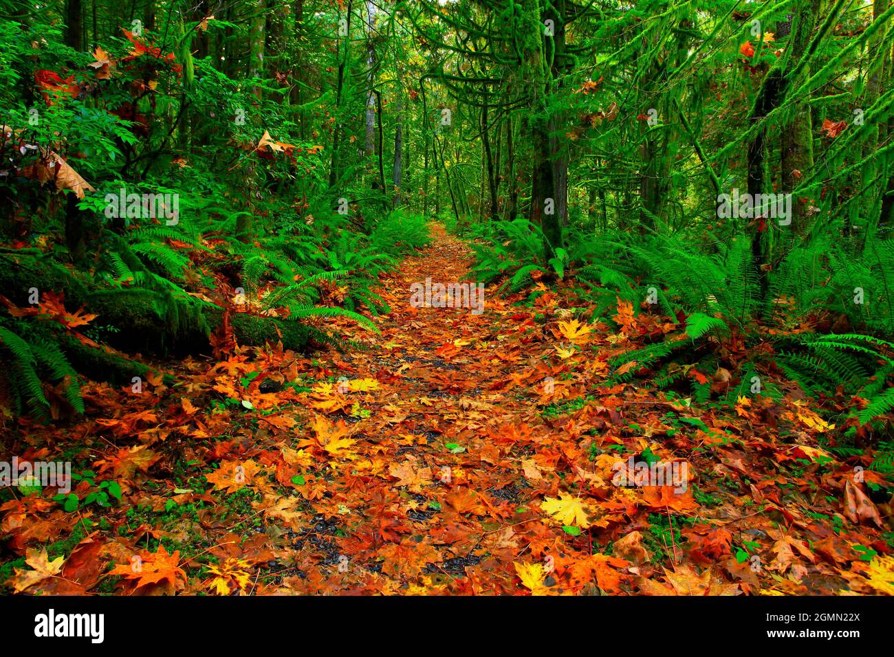 a exterior picture of an Pacific Northwest forest trail Stock Photo - Alamy