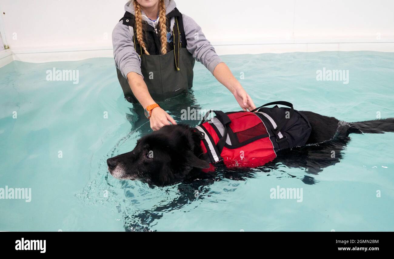 A young woman physiotherapist giving a old black labrador retriever ...