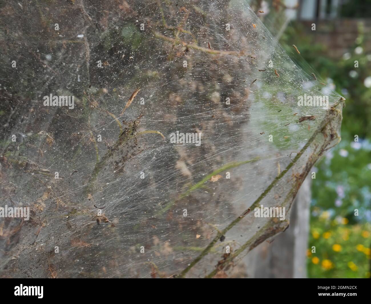 A voluminous silk cocoon, engulfing a whole garden hedge, created up by ...