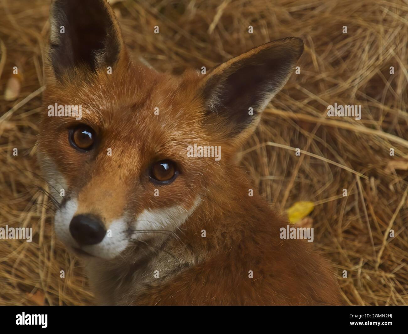 A young fox caught exploring an urban residential garden on a summer ...