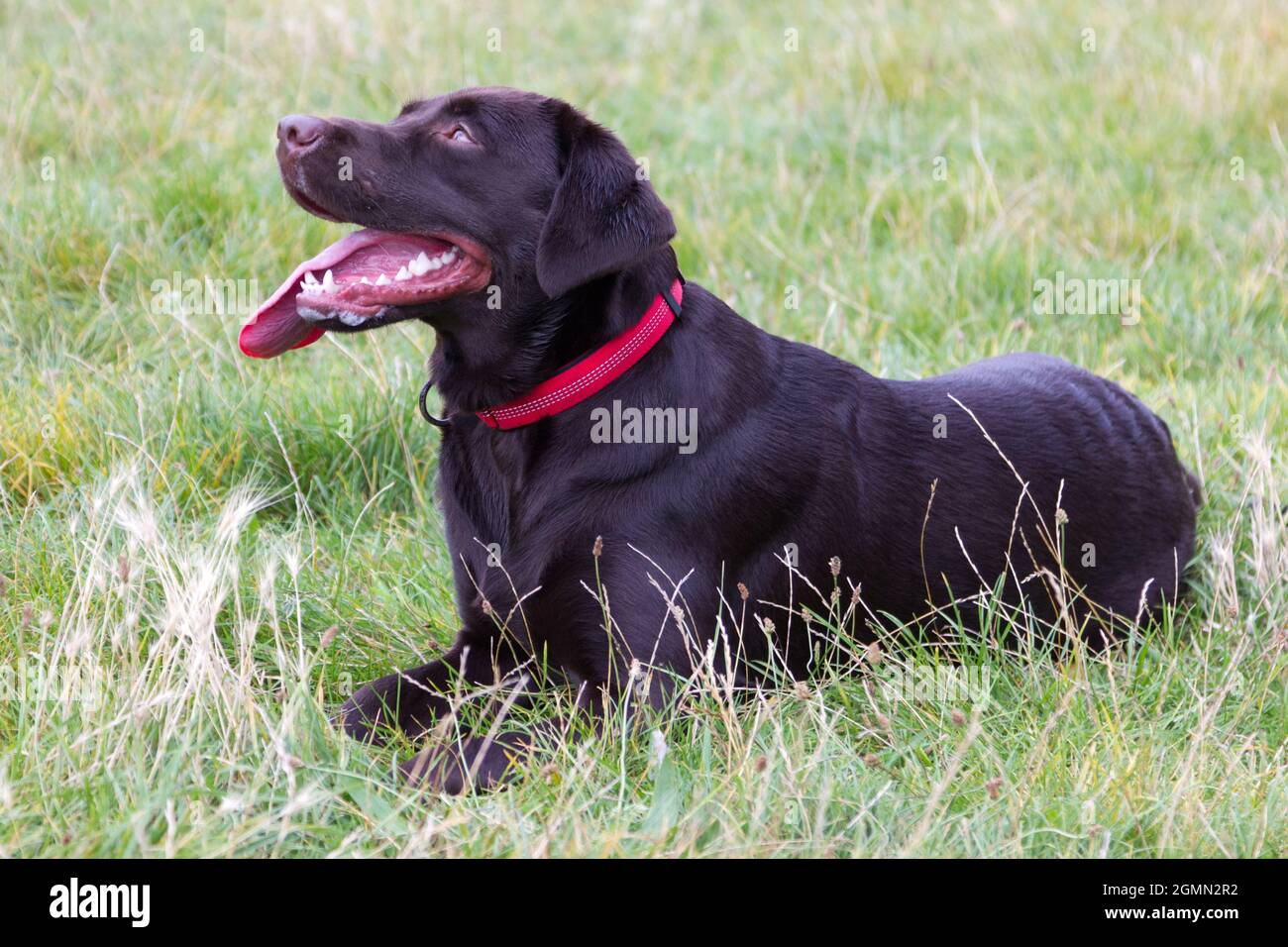 Brown Labrador retriever Stock Photo - Alamy