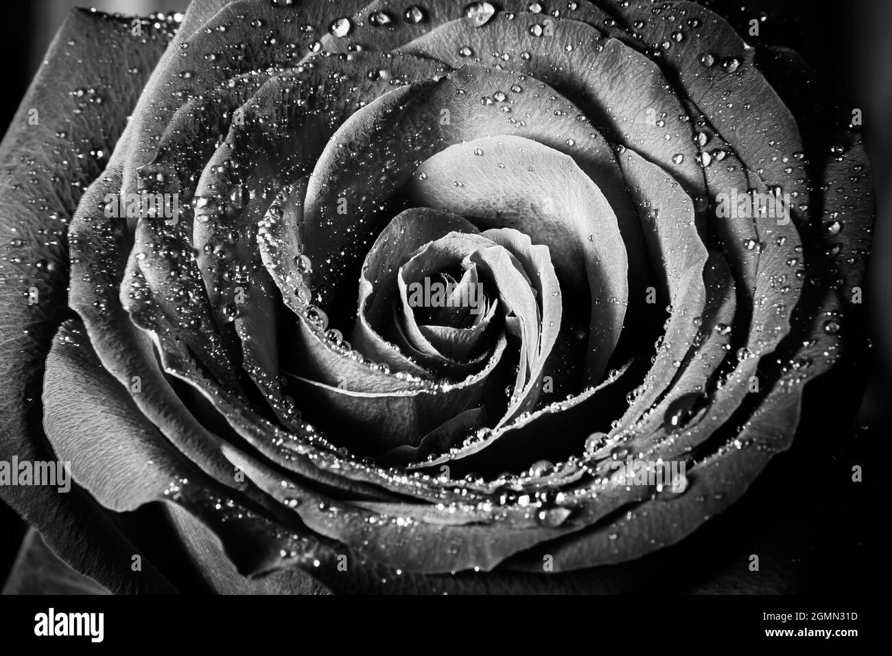 Red rose with dew drops Stock Photo - Alamy