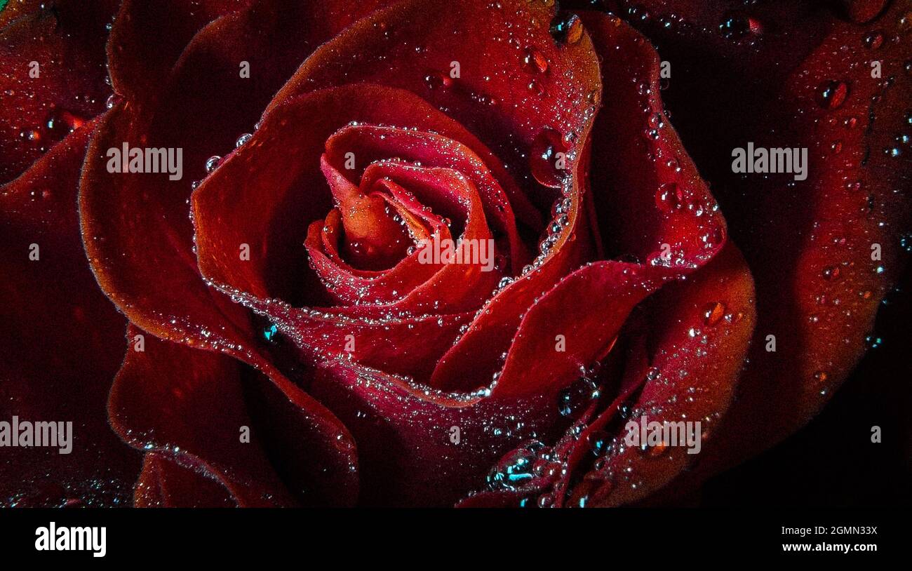 Red rose with dew drops Stock Photo - Alamy