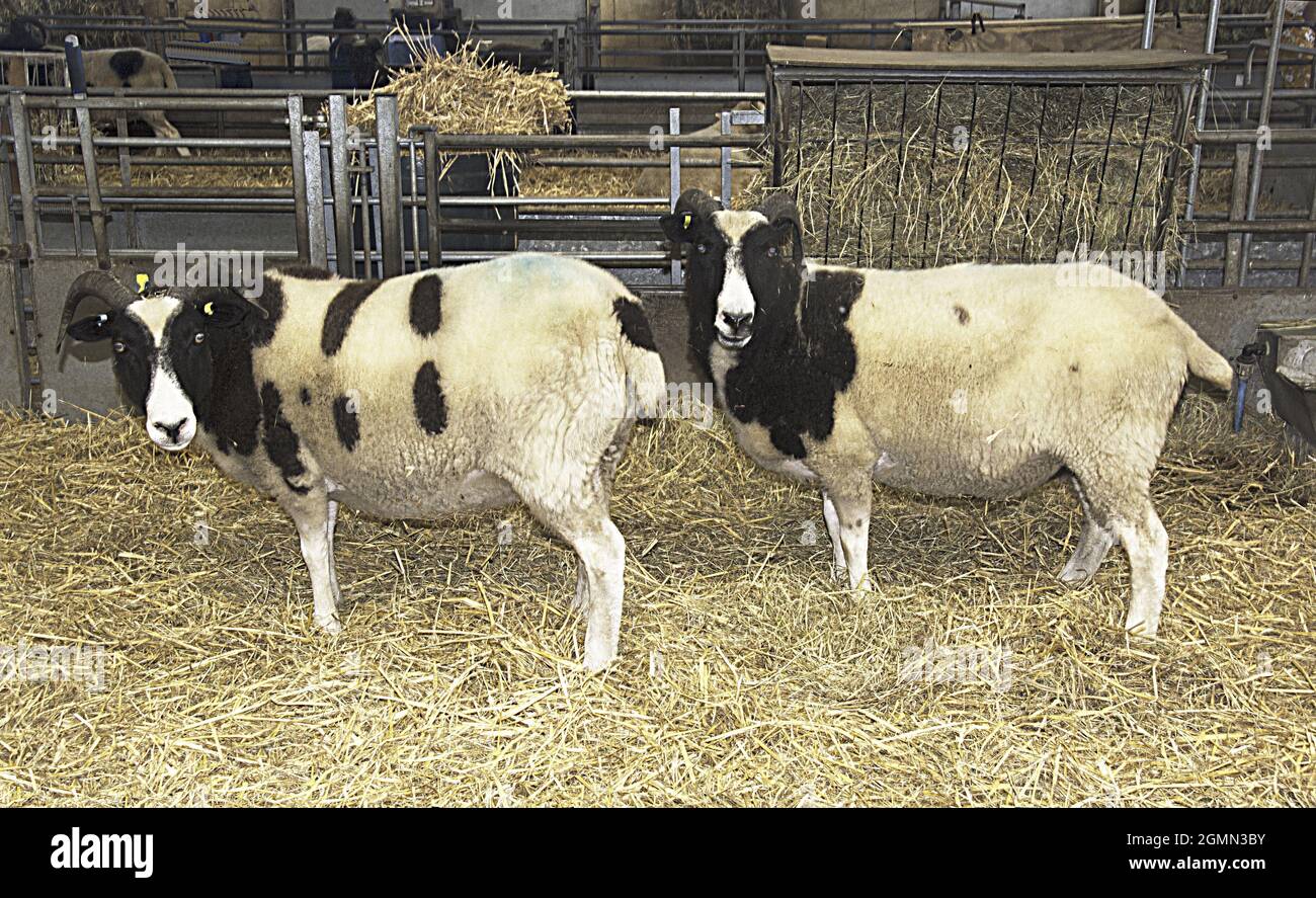 JACOB SHEEP; ODDS FARM PARK Stock Photo - Alamy