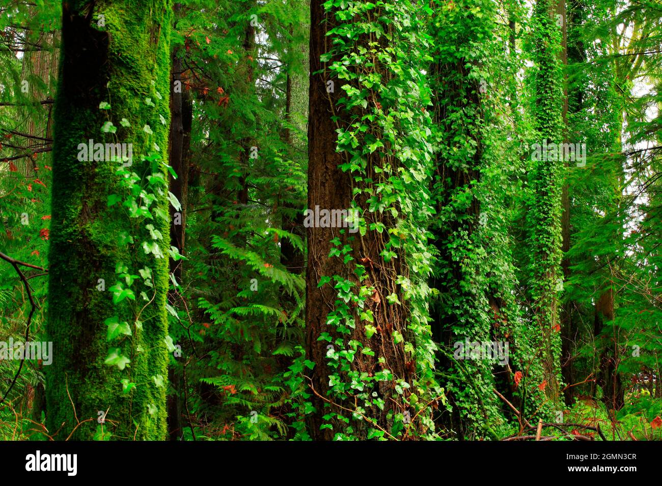 a exterior picture of an Pacific Northwest forest with Douglas fir ...