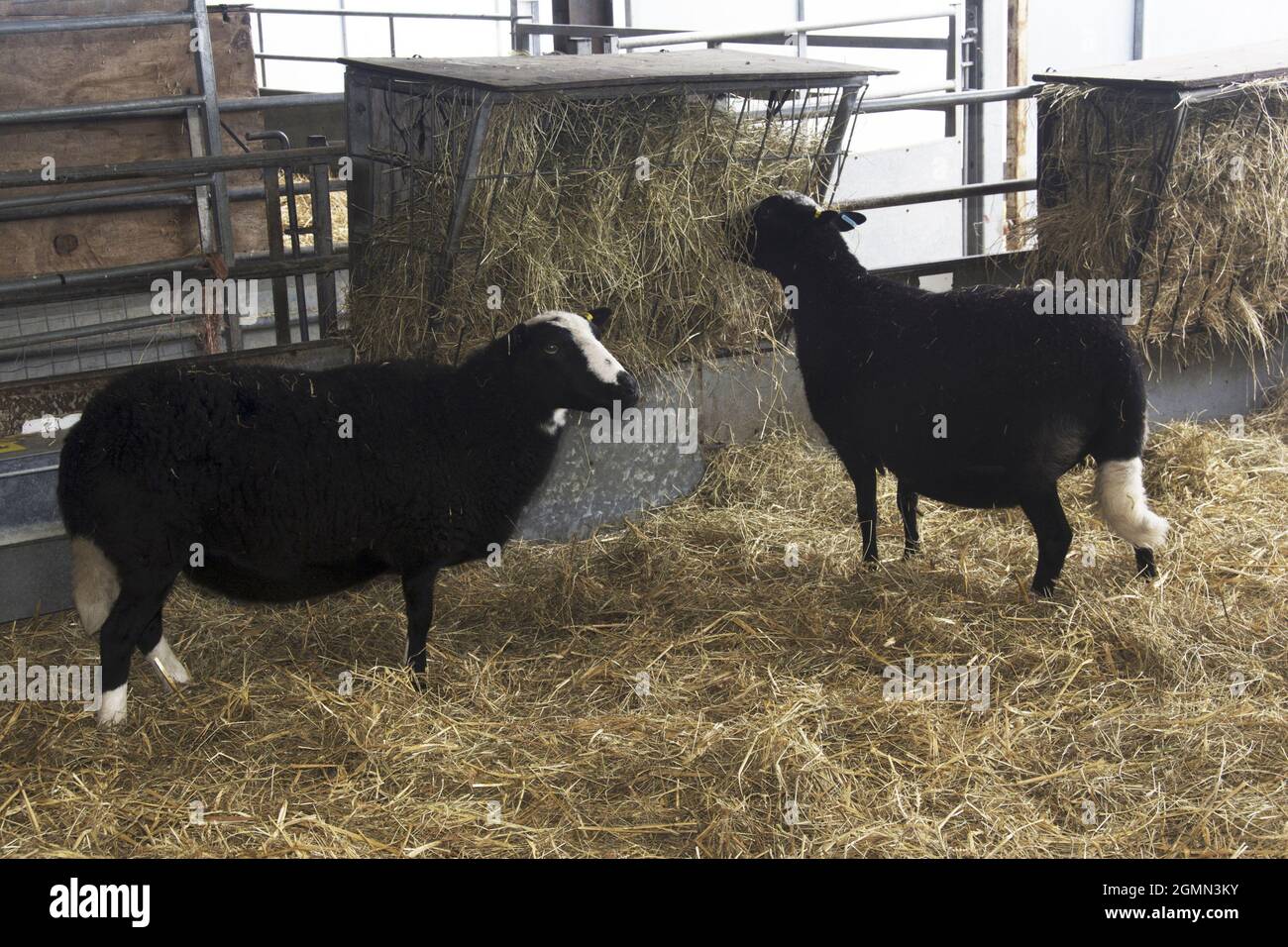 Balwen sheep hi-res stock photography and images - Alamy