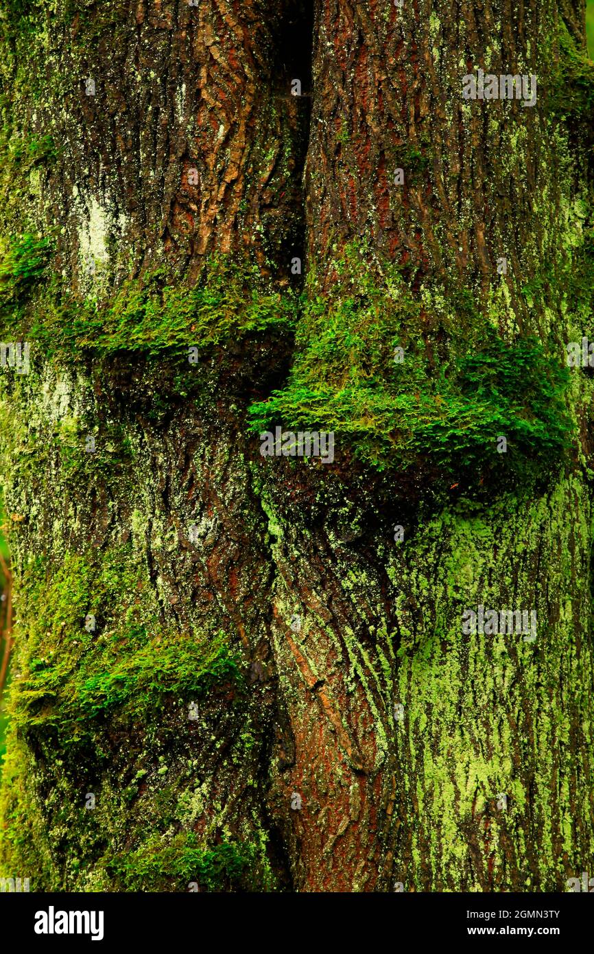 a exterior picture of an Pacific Northwest forest with Big leaf maple ...